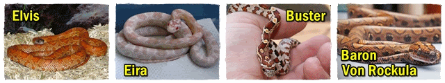 Everyones Snake Collections | Reptile Forums