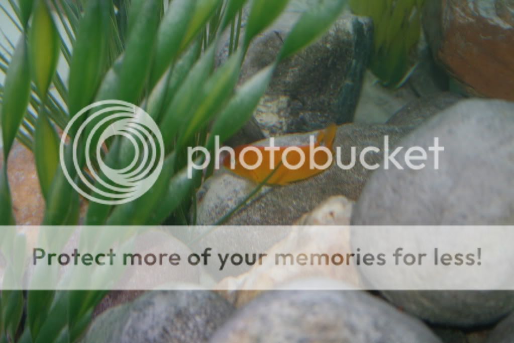 Need fish identified | Cichlid Fish Forum